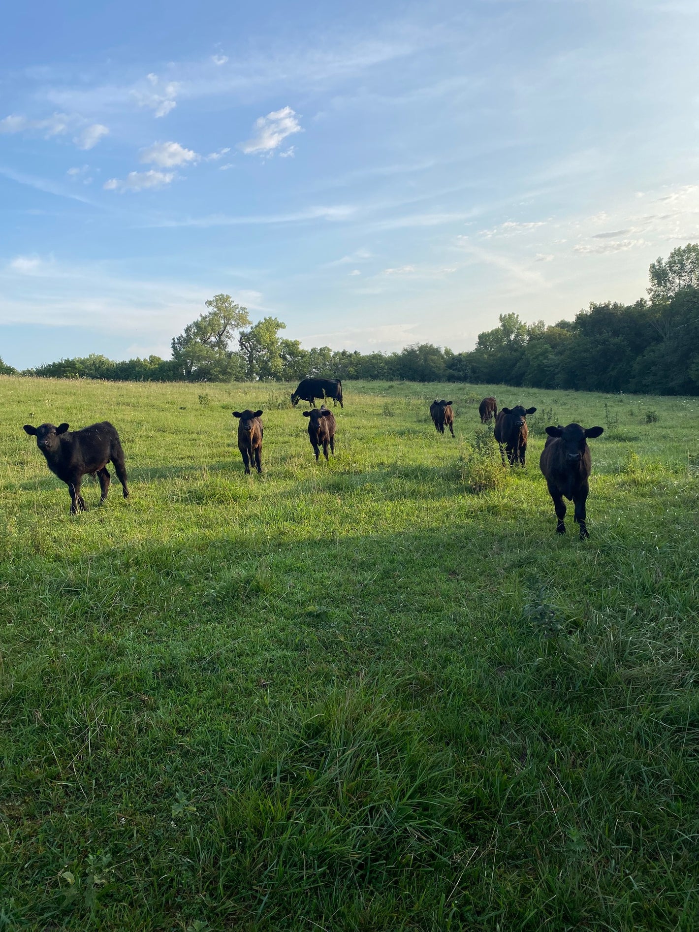 Wallace Cattle Company